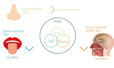 Tracking down aroma – science meets senses - New Food Magazine