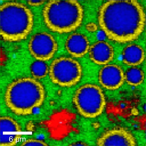 Comprehensive food sample analysis