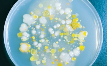 Fusarium mycotoxin contamination in the human food chain