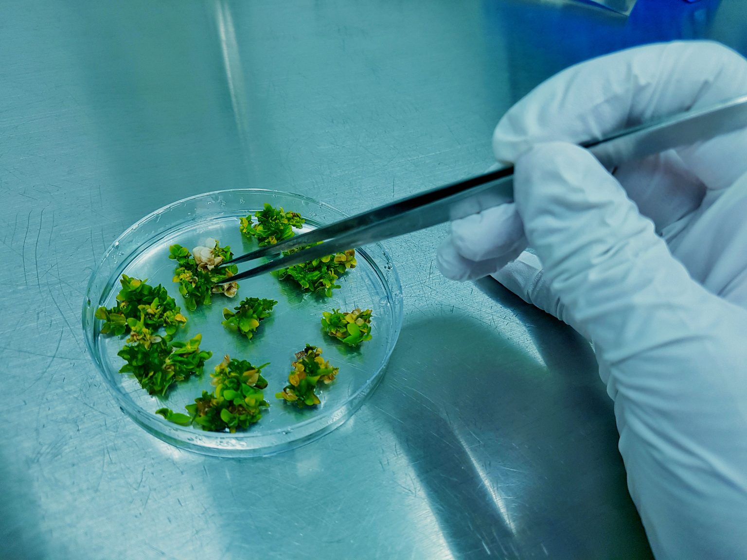 Professor Gideon Henderson - News, Articles and Whitepapers - New Food ...