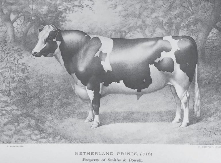 Scientists identify and reconstitute two lost Holstein cattle lines