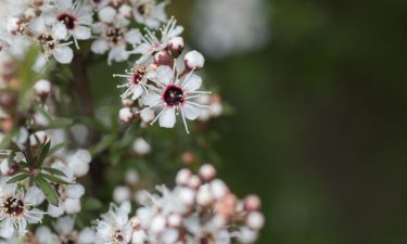 Scientific breakthrough identifies genuine Mānuka honey