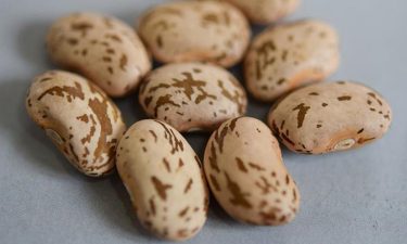 USDA-ARS develops leafhopper- and drought-resistant bean