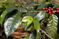 Nespresso commits to carbon neutrality for every coffee by 2022