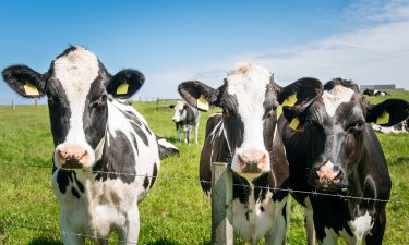 "Digital dairy" project receives £50,000 development funding