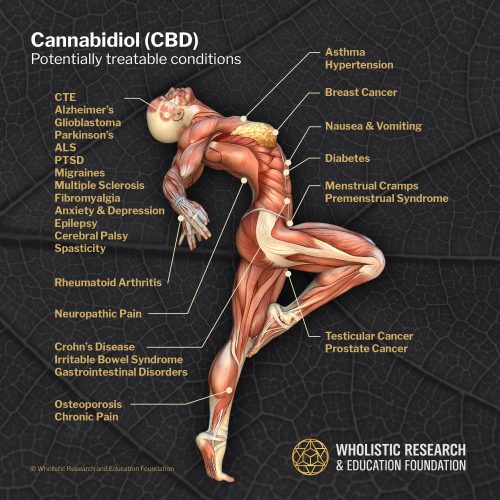 New studies on the health benefits of CBD - New Food Magazine