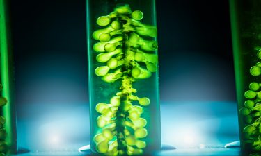 Project funded to research microalgae as sustainable protein source