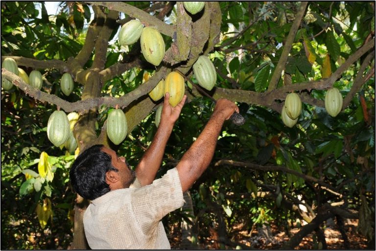 Mondelez India makes sustainability commitments with Cocoa Life