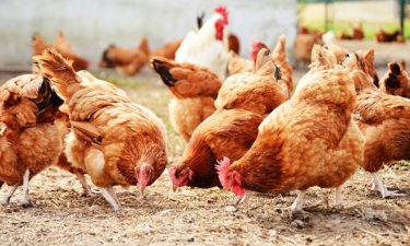 Massive overuse of farm antibiotics continues in Europe