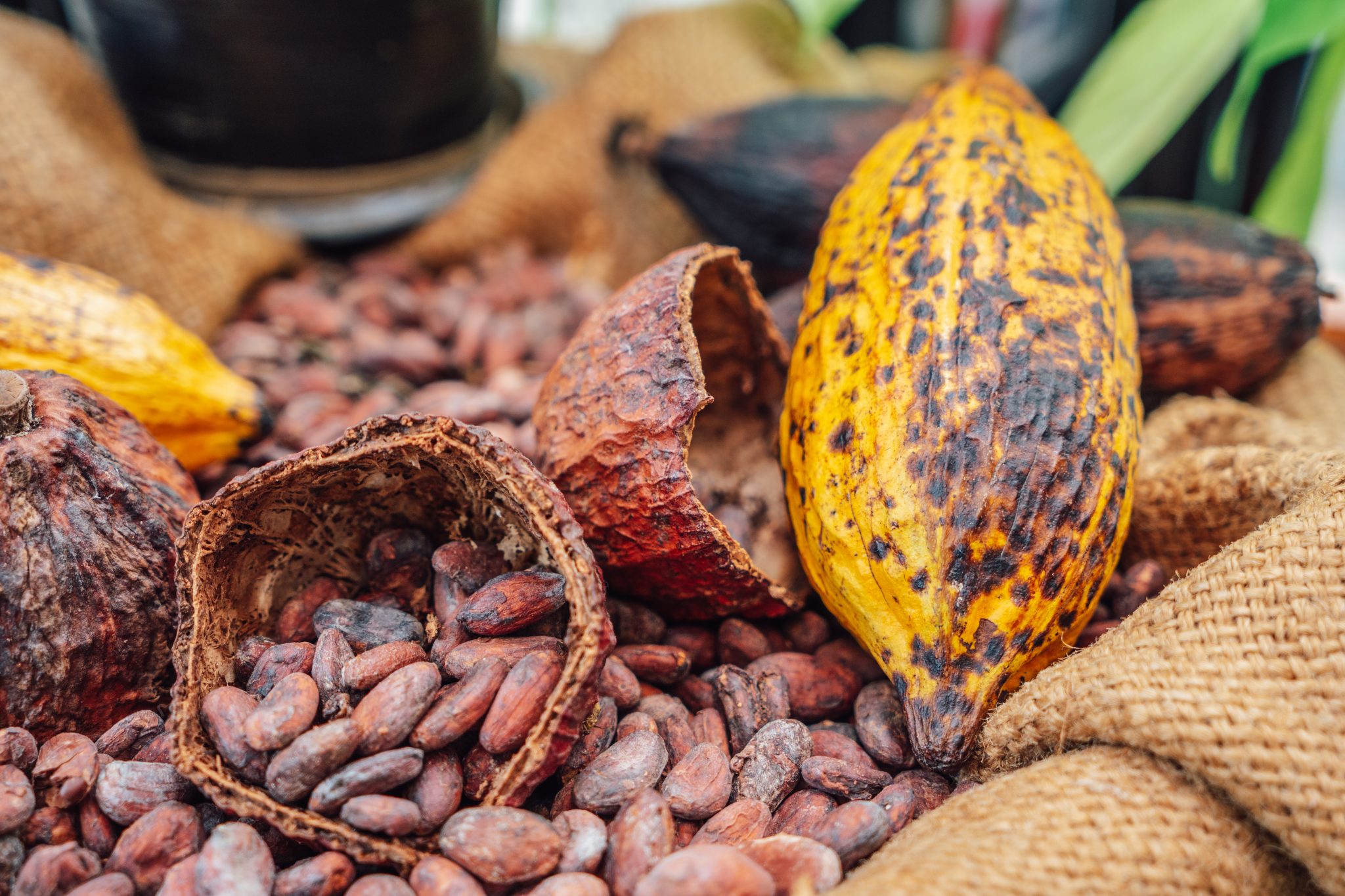 Changing how we farm cocoa - New Food Magazine