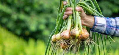 Recall roundup: Contaminated onions spark Salmonella fears