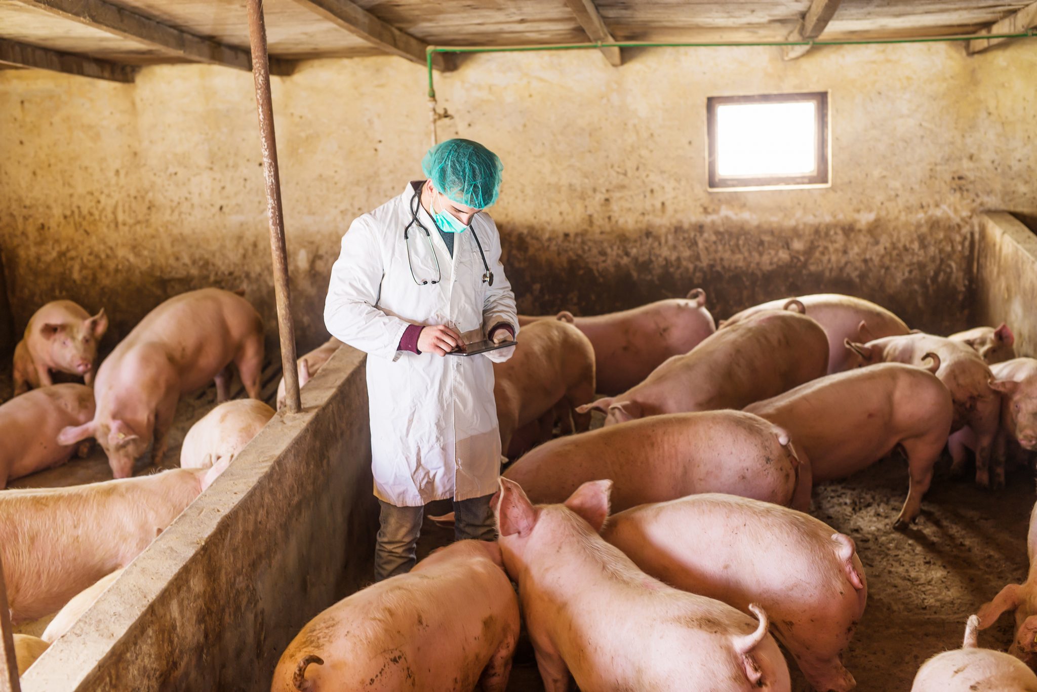 Swine dysentery in the US: The past, present and future... - New Food ...