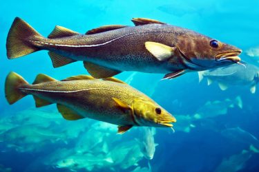 Solving the mystery of mercury in Norwegian cod - New Food Magazine