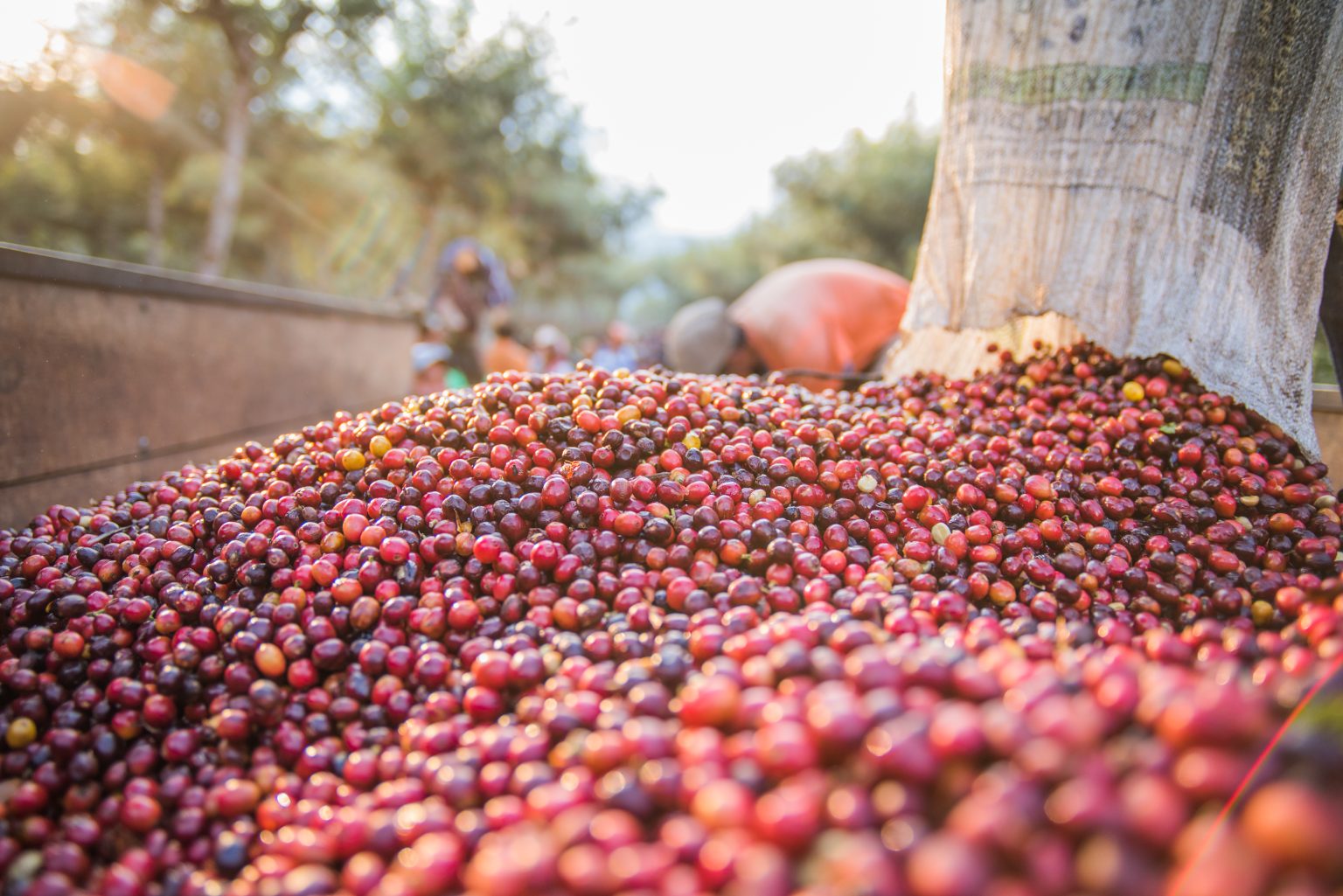 Climate-friendly caffeine: sustainably sourcing Selecta coffee