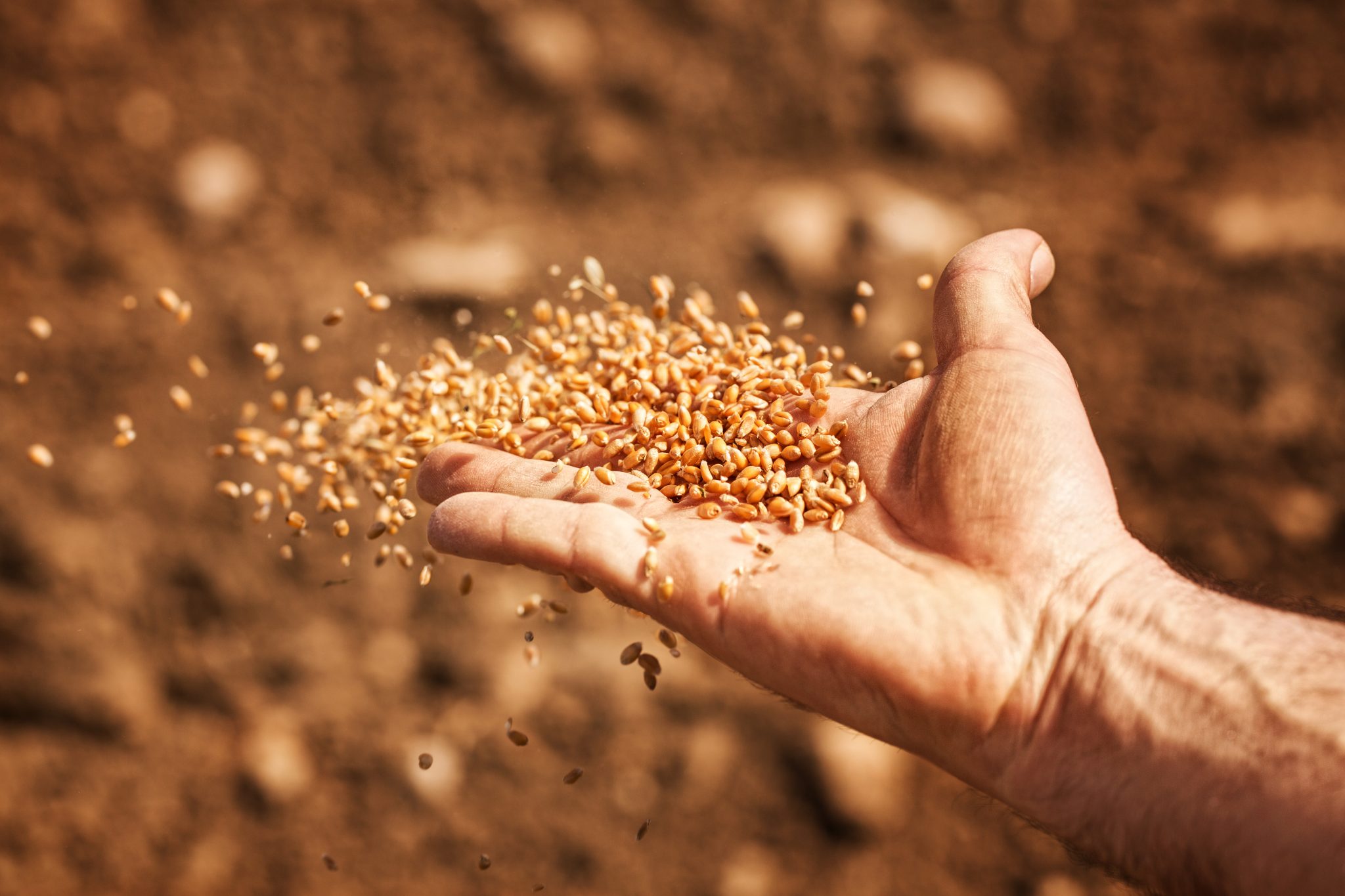 Seed as a starting point Seed as a starting point