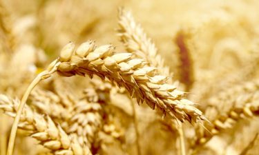Can we produce a better wheat crop to feed the world?